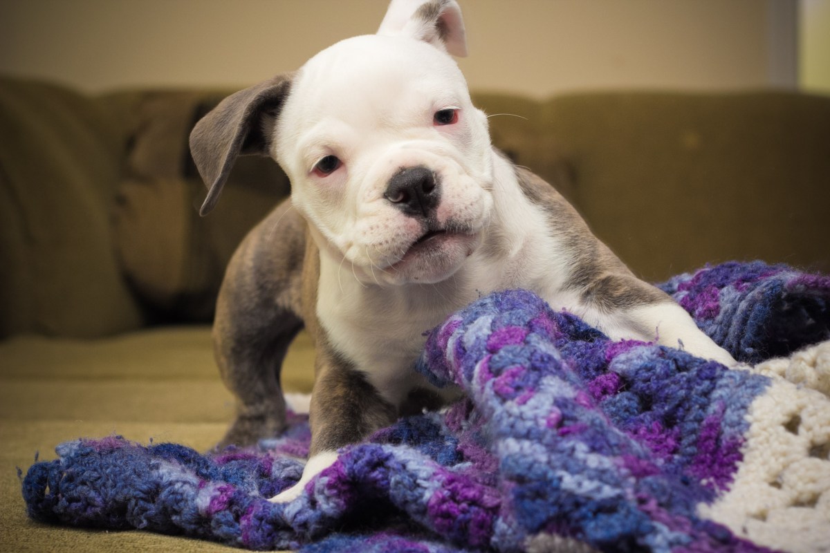 Smart Puppy Essentials Skillz 0.5 – Puppy Training in Milton Ontario ...