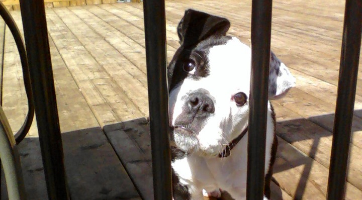 Puppies and Containment – Smart Dogs Canine Training Milton