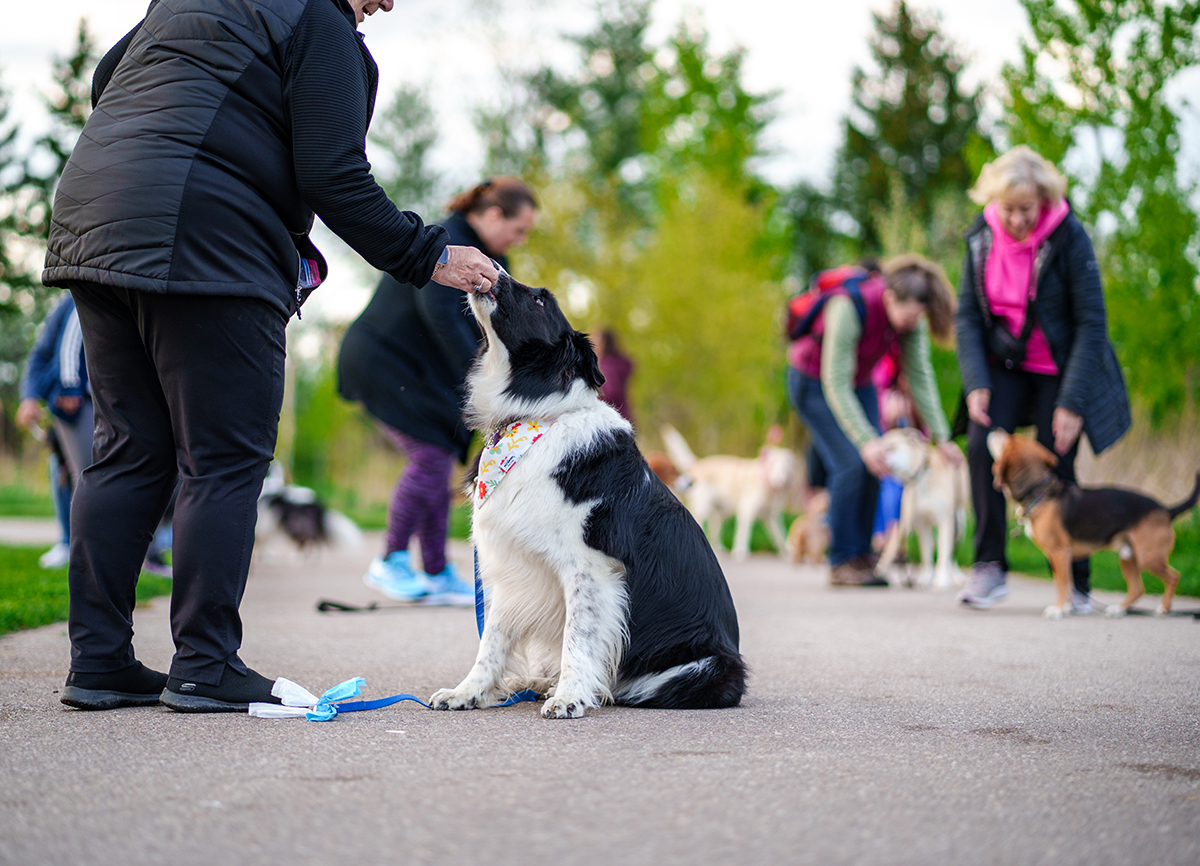 Back To School Activities For Dogs – Smart Dogs Canine Training Milton